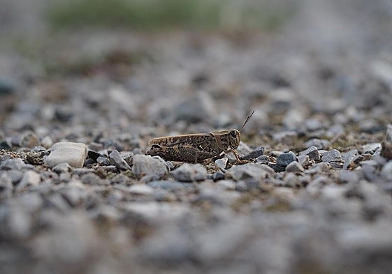 Scientists discover genetic changes in locusts that may be behind ...