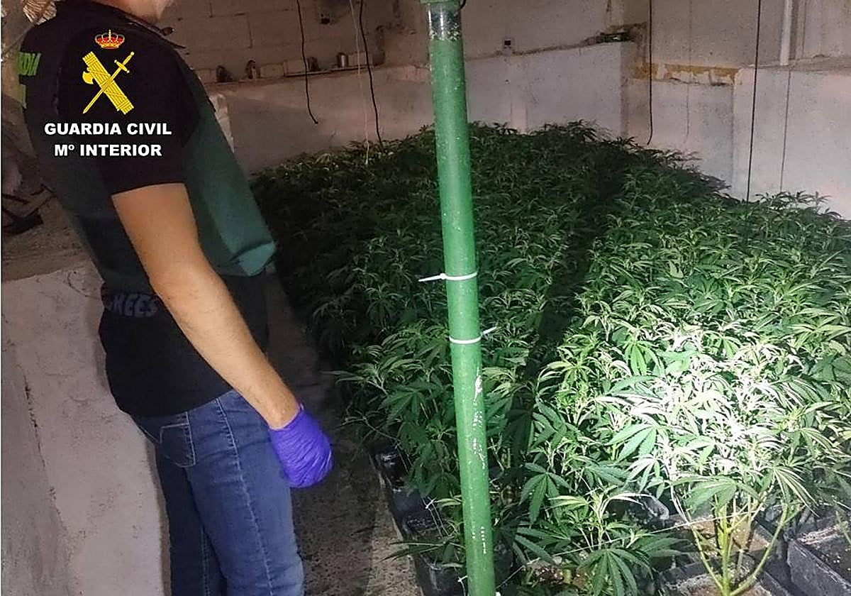 Marihuana de lujo en Alicante | TodoAlicante