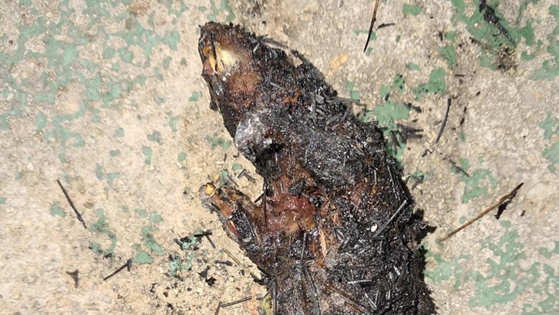 RITUAL MALTRATO ANIMAL CADÁVER ALICANTE | Hallan el cadáver de un ...