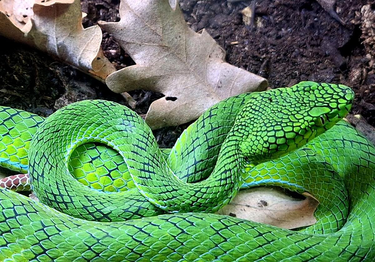 VENENO SERPIENTE ALICANTE | Investigan en Terra Natura Benidorm el ...